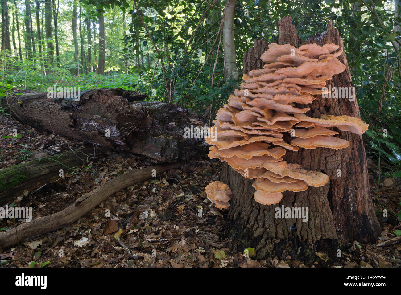 Giant polypore or black-staining polypore (Meripilus giganteus ...