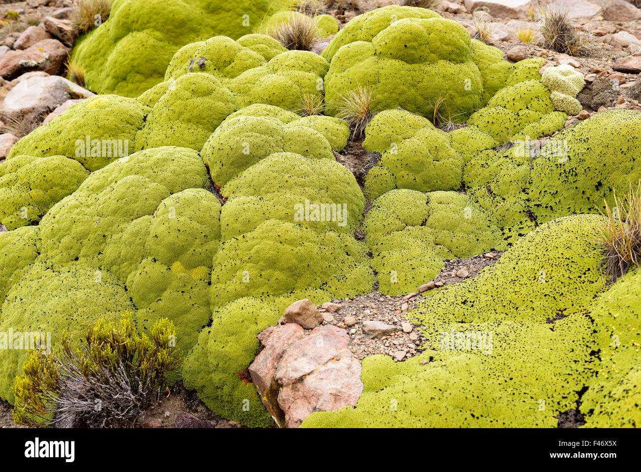 Azorella compacta hi-res stock photography and images - Alamy