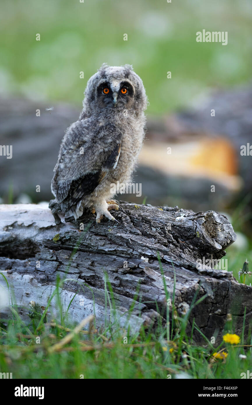 Long-eared owl (Asio otus) sitting on old willow (Salix sp.) trunk ...