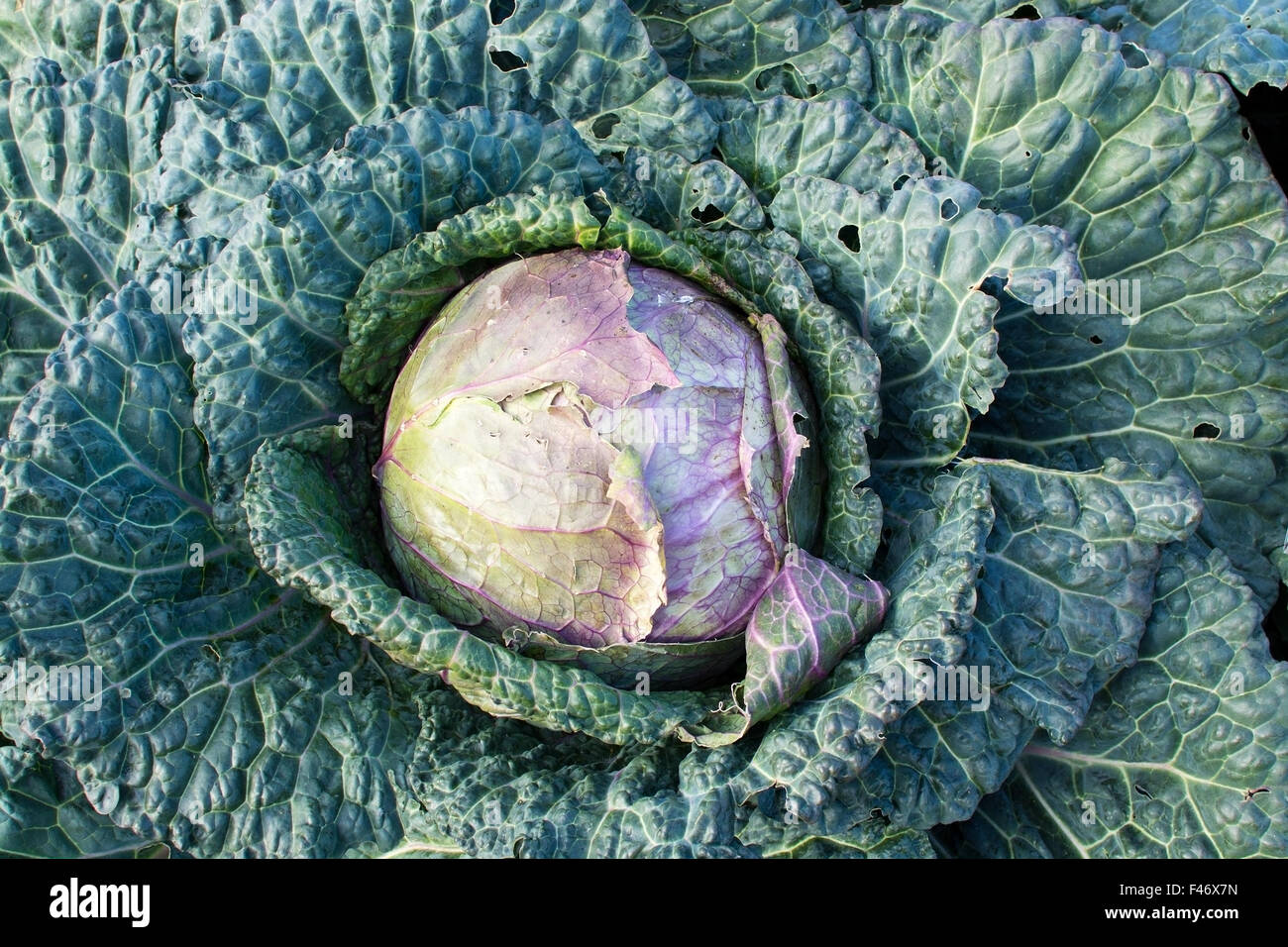 Savoy cabbage Brassica oleracea Stockholm, Sweden in October Stock ...
