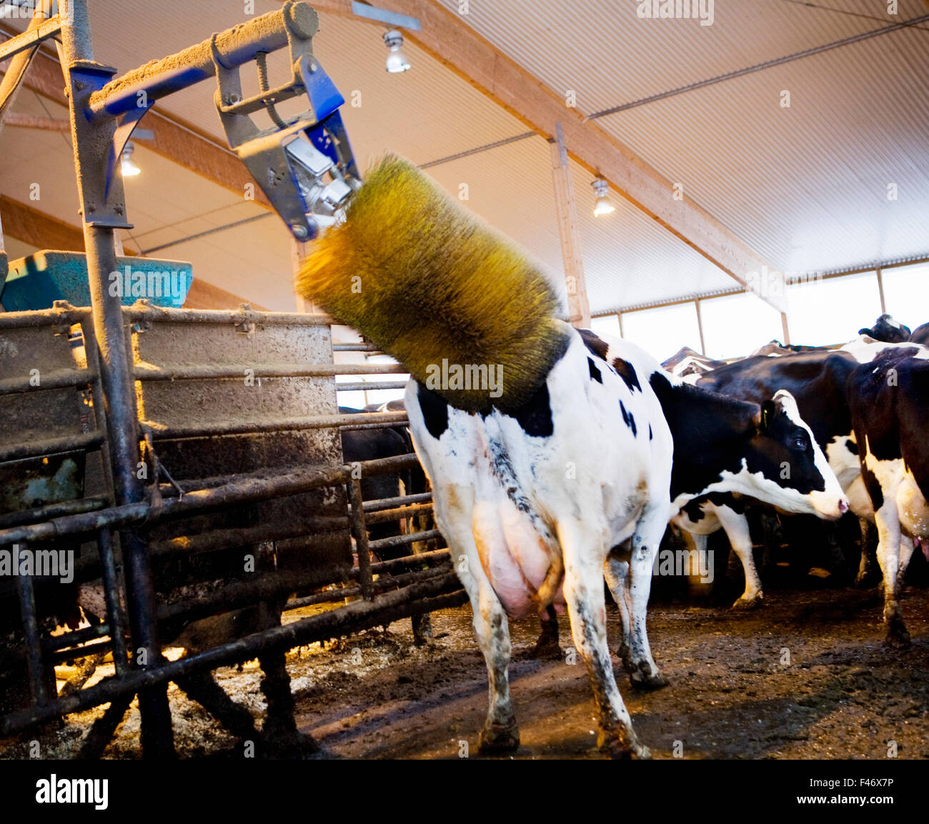 A cow being washed in a barn, Sweden Stock Photo - Alamy