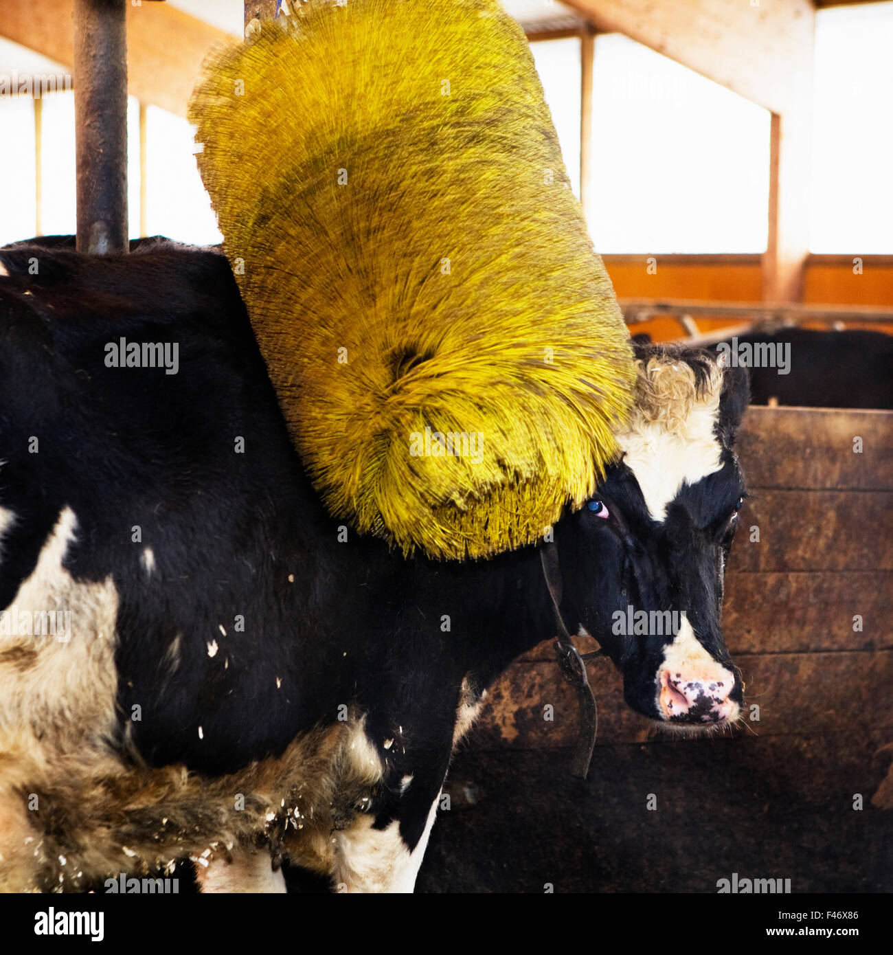 A cow being washed in a barn, Sweden Stock Photo - Alamy
