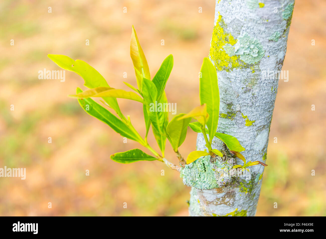 Young green tree seedling grow from the old Stock Photo - Alamy