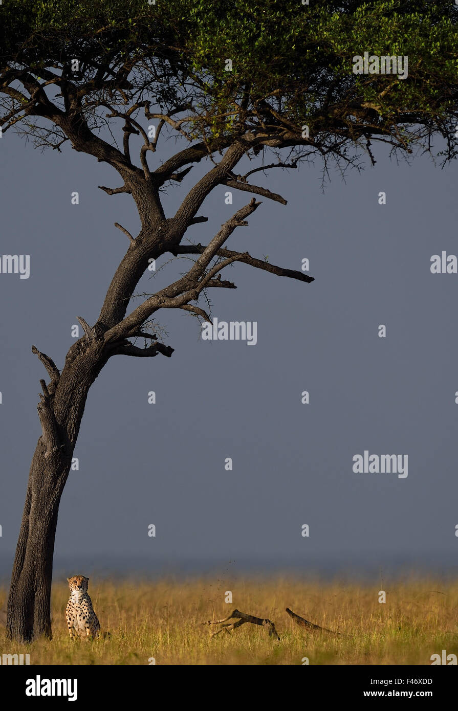 Masai warrior alone tree hi-res stock photography and images - Alamy