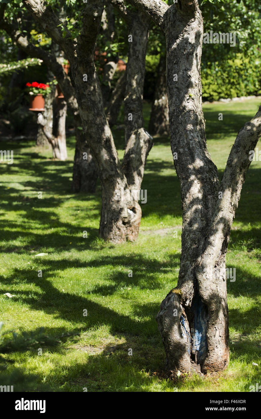 Garden with trees Stock Photo - Alamy