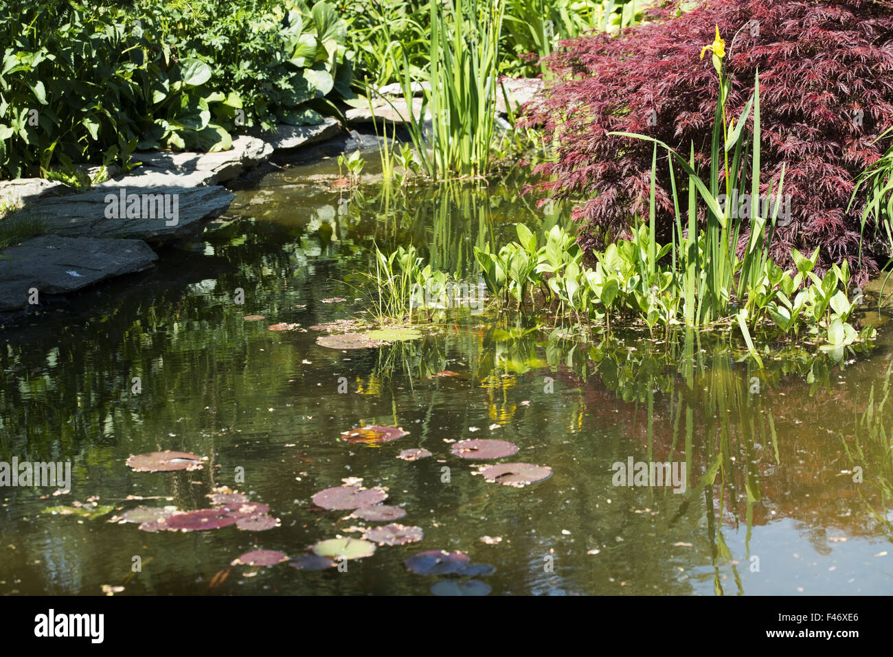 Decorative pond in a garden Stock Photo - Alamy