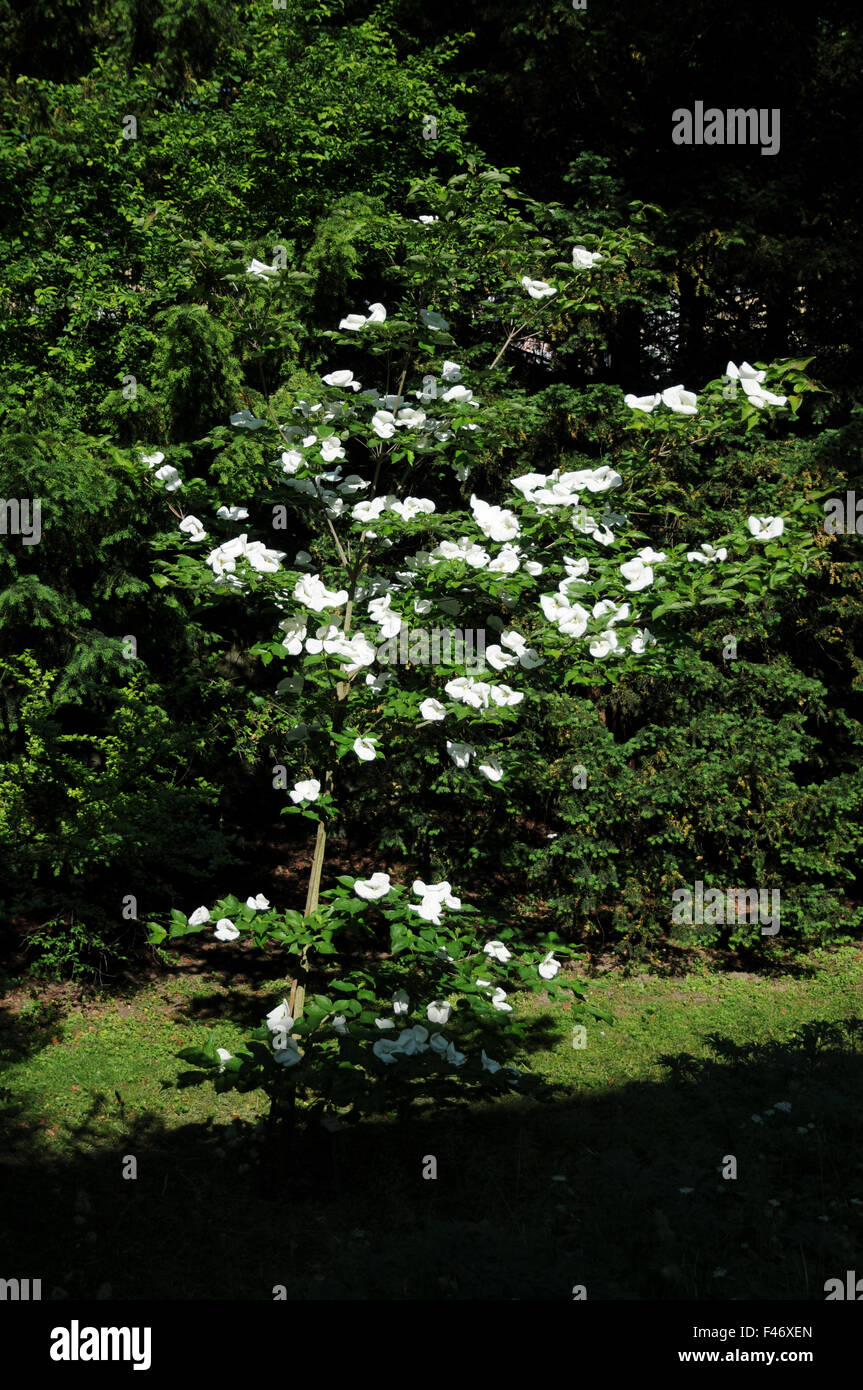 Dogwood venus hi-res stock photography and images - Alamy