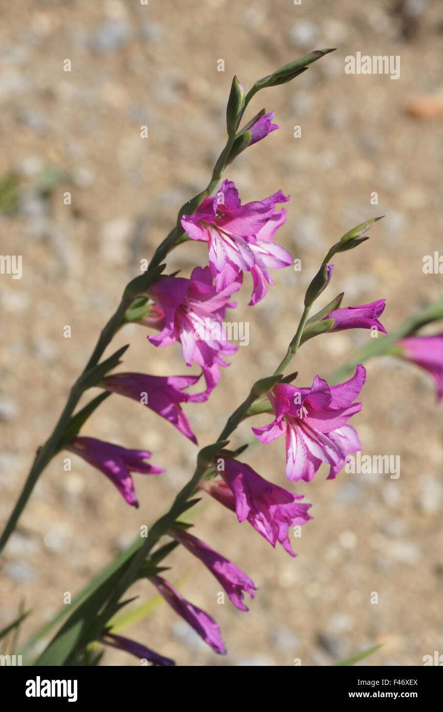 Gladiolus byzantinus hi-res stock photography and images - Alamy
