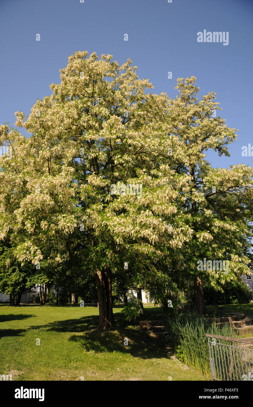 Black locust thorn hi-res stock photography and images - Alamy