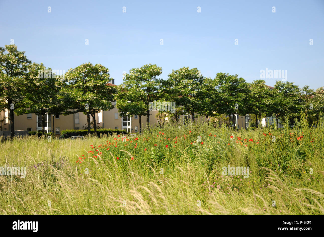 Locusts at tree trunk hi-res stock photography and images - Alamy