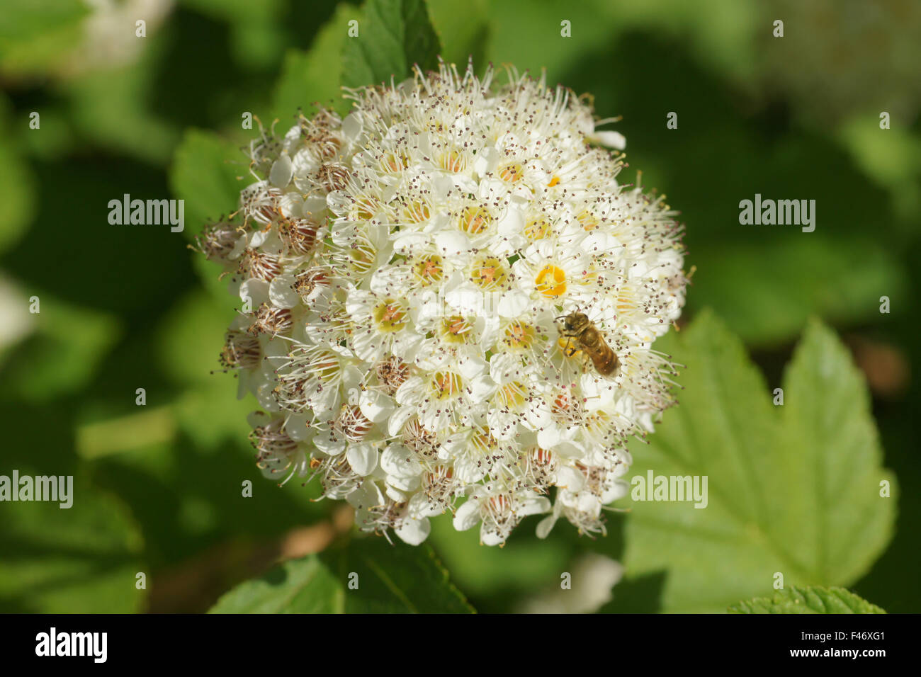 Ninebark hi-res stock photography and images - Alamy