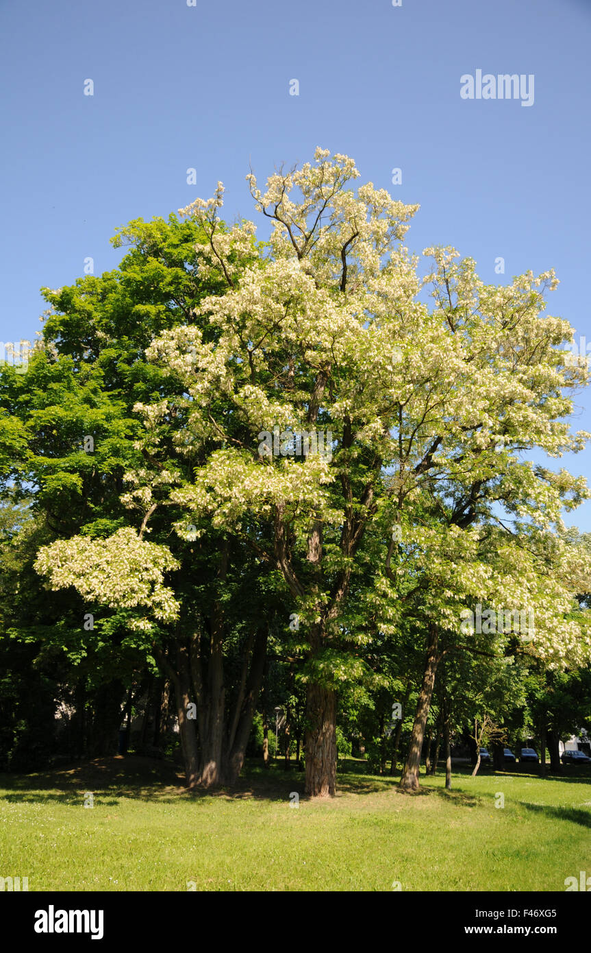 Locusts at tree trunk hi-res stock photography and images - Alamy