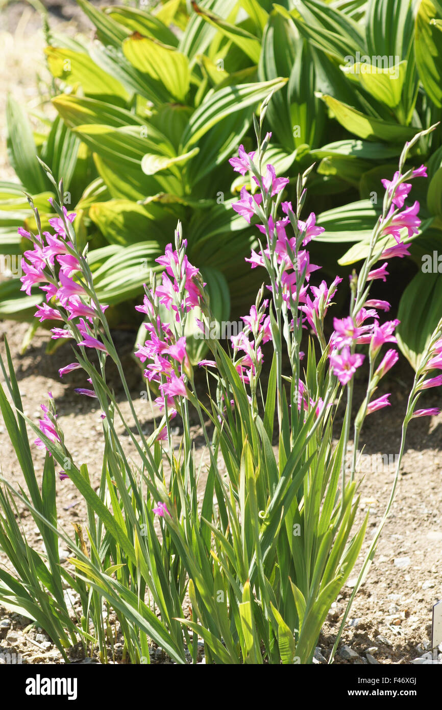 Byzantine Gladiolus High Resolution Stock Photography and Images - Alamy