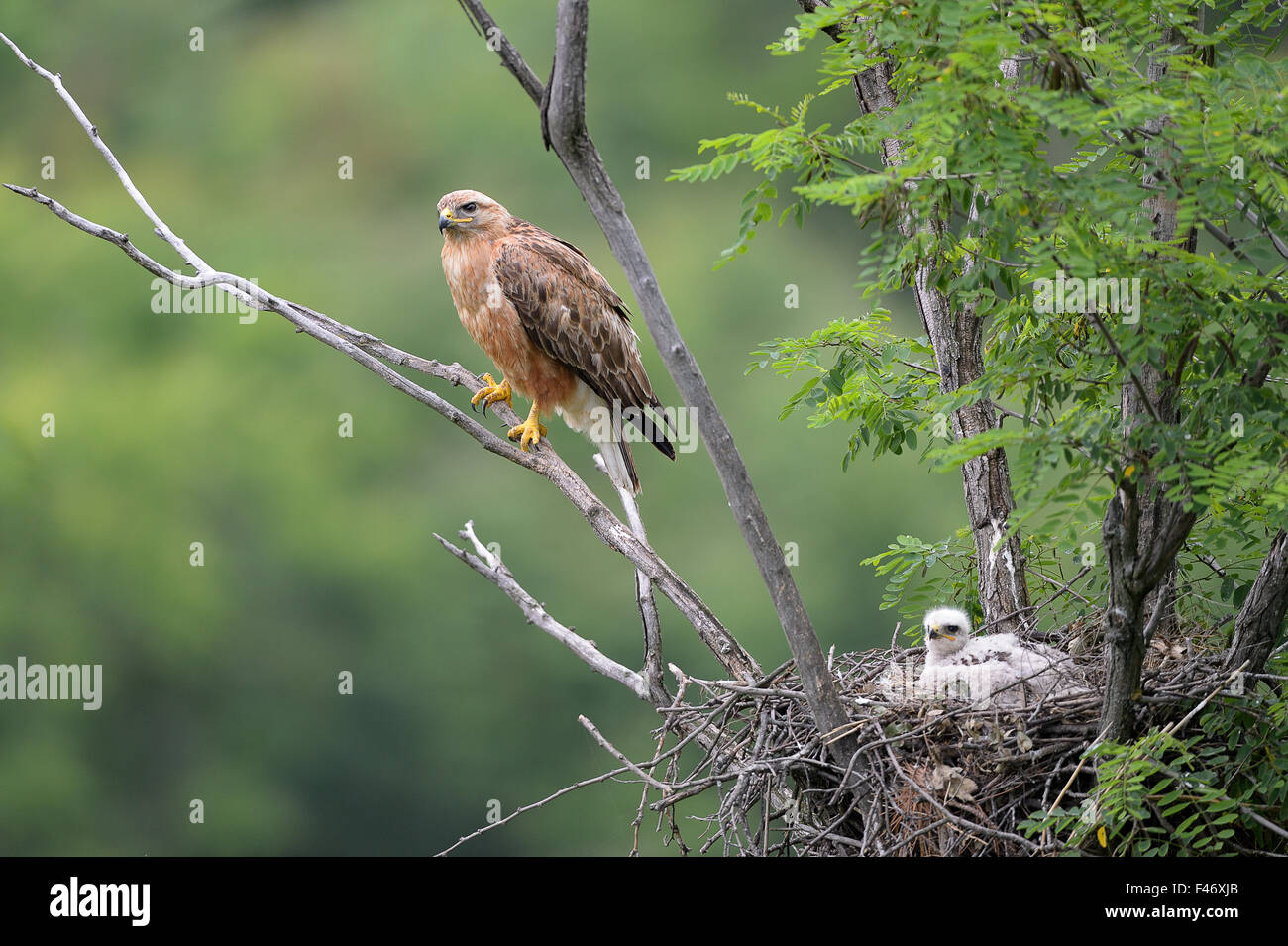 Buzzard With Fledgling Prey High Resolution Stock Photography and ...
