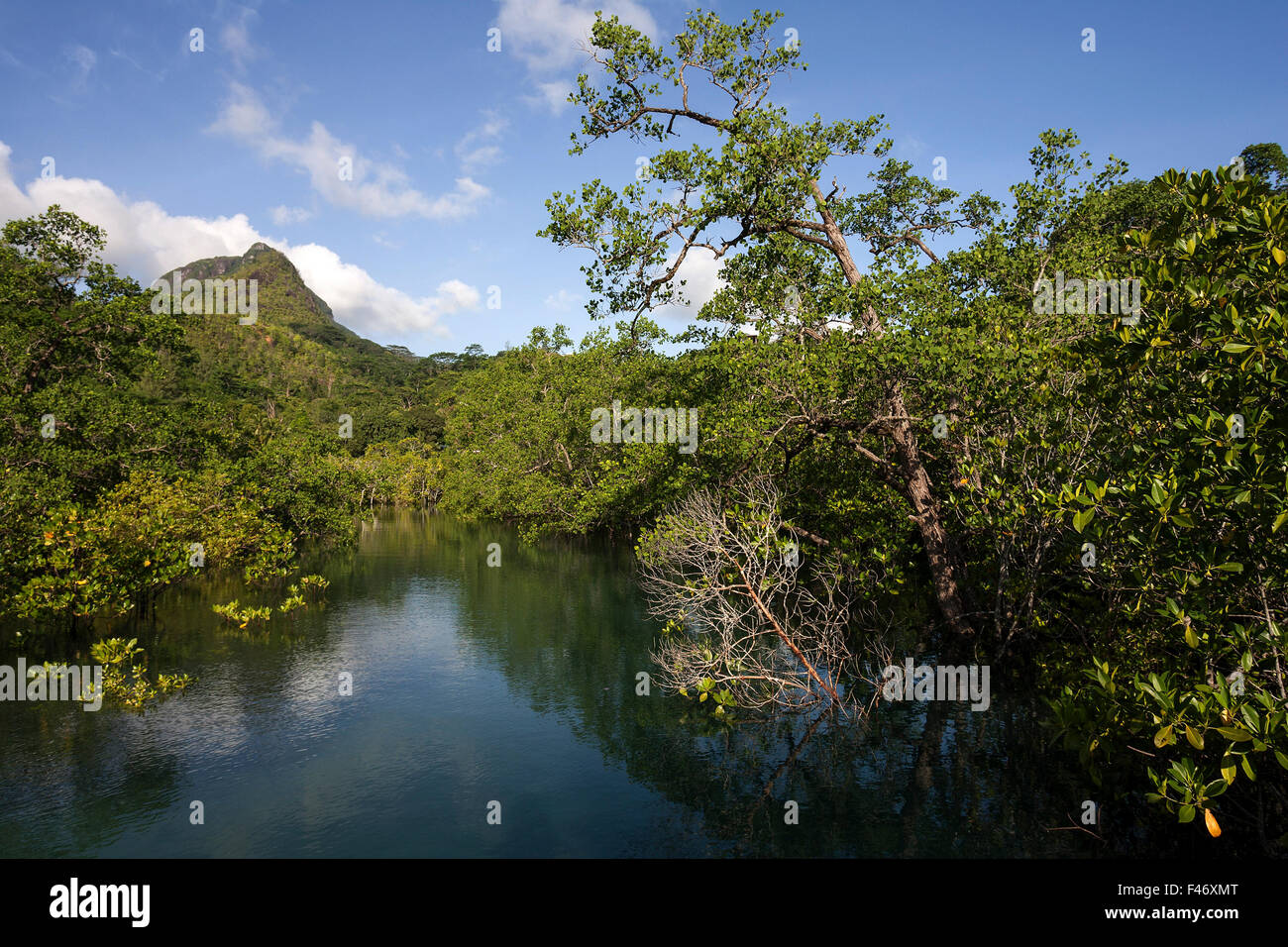 River with mangrove trees, Morne Blanc behind, Port Glaud, Mahe Island ...