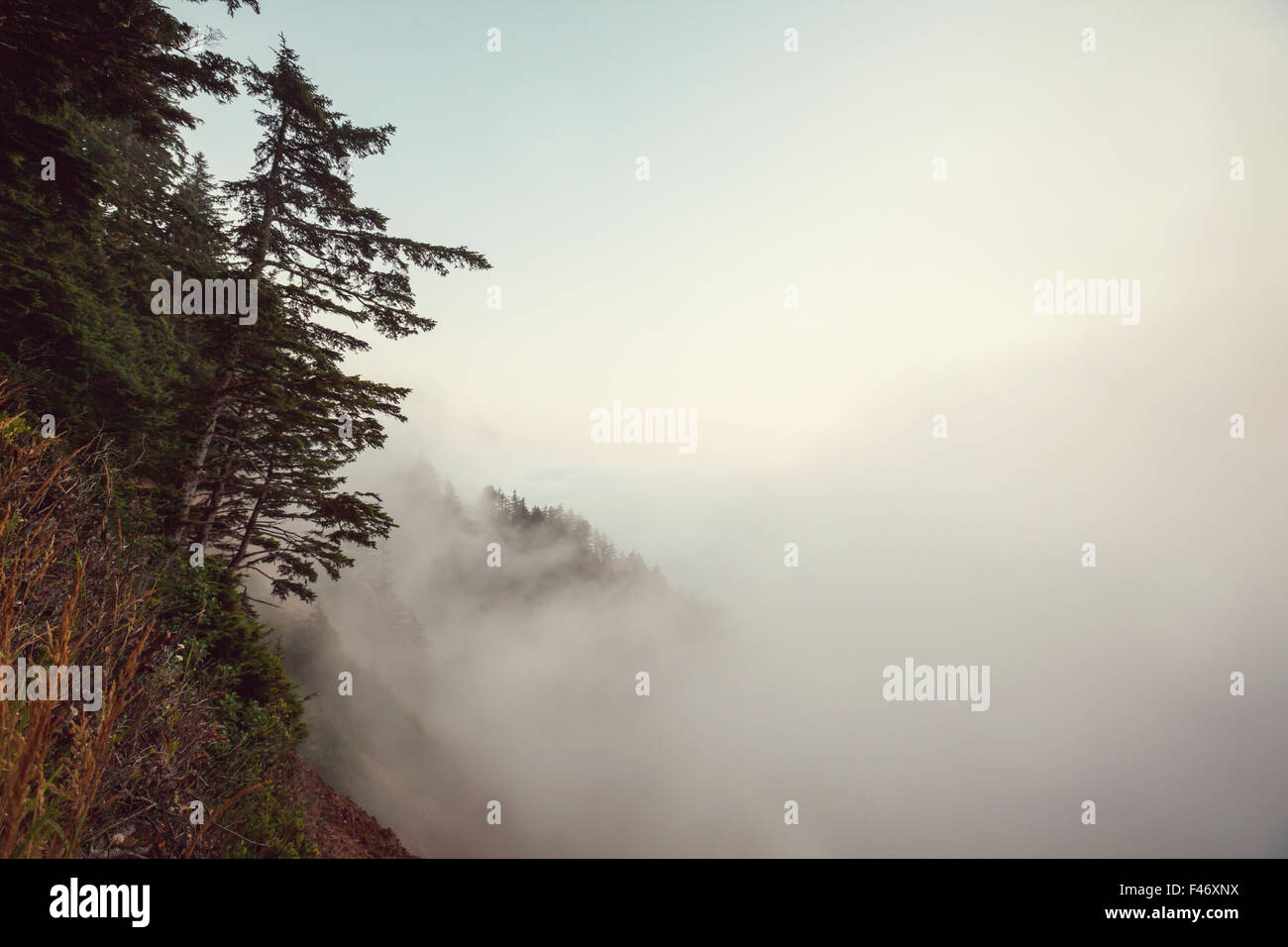 Fog in forest Stock Photo - Alamy
