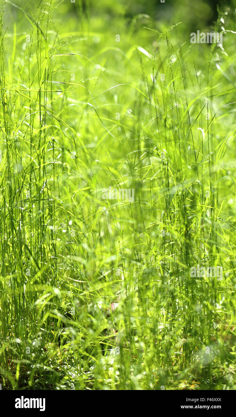 Beautiful green grass lawn photographed close up Stock Photo - Alamy
