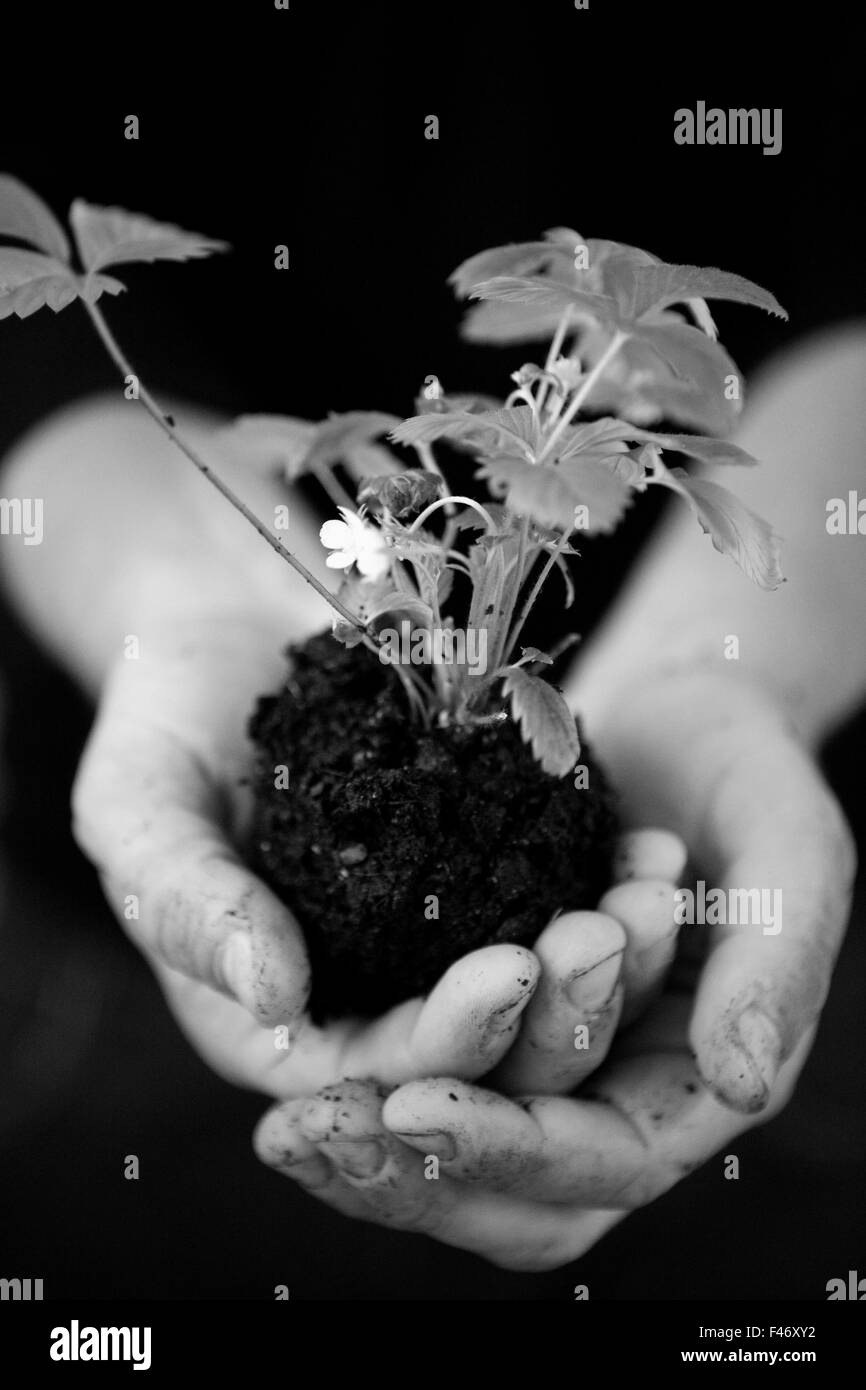Plant growth soil in Black and White Stock Photos & Images - Alamy
