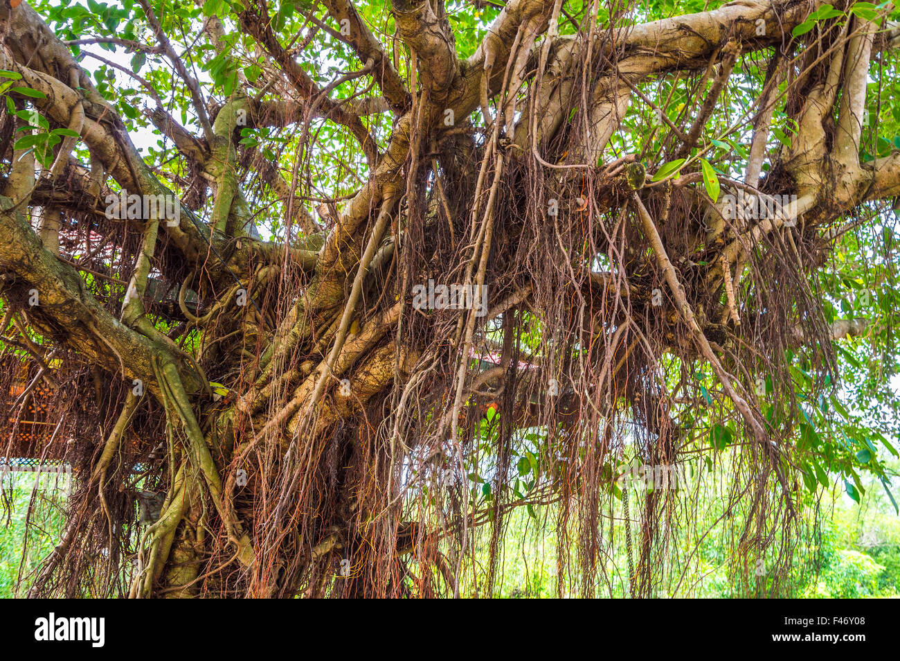 Amazing root on branch tree Stock Photo - Alamy