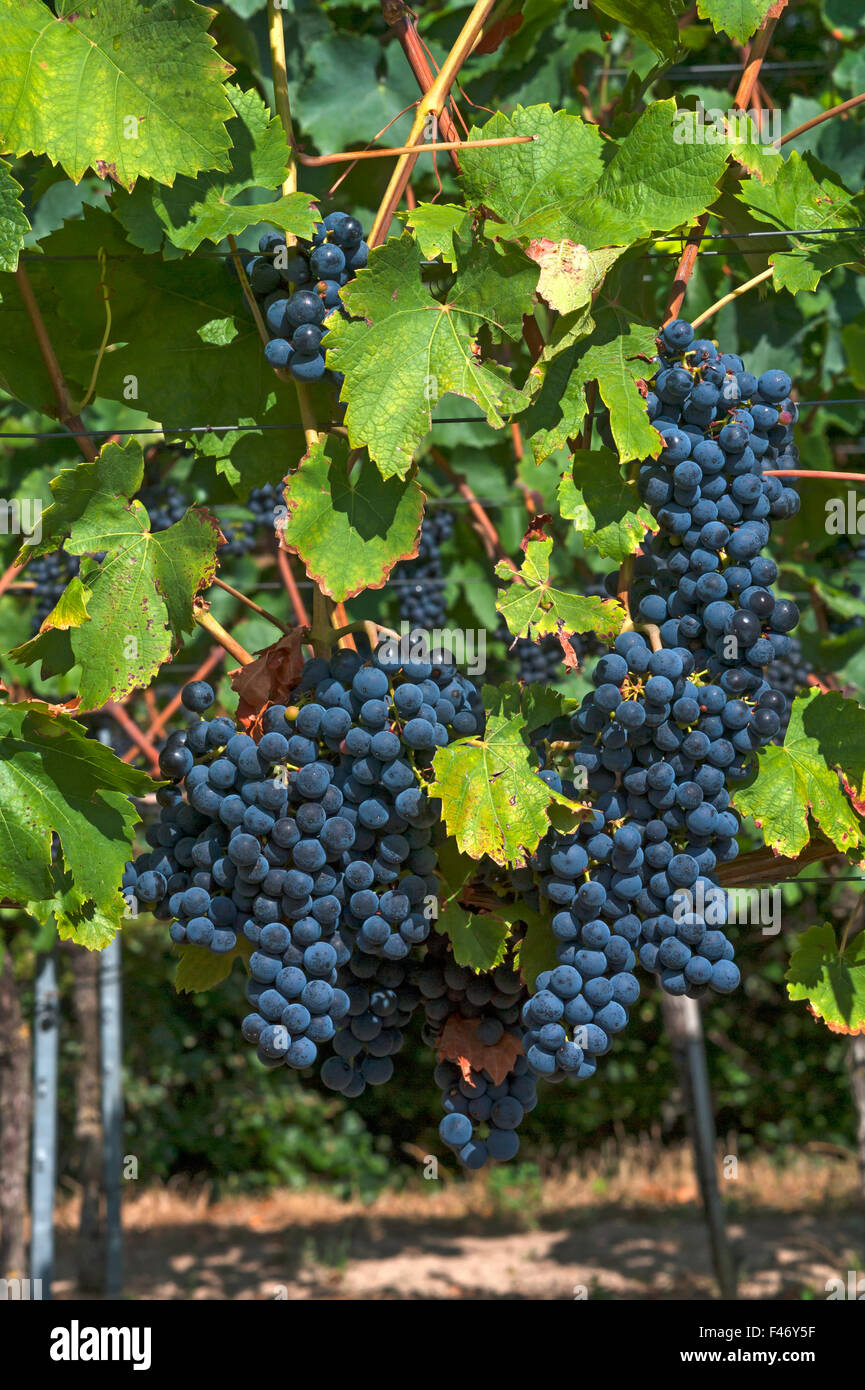 Kenzingen hecklingen hi-res stock photography and images - Alamy