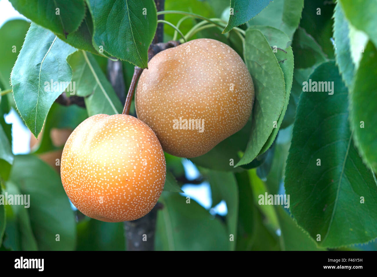 Asian pear (Pyrus pyrifolia), Baden-Württemberg, Germany Stock Photo ...