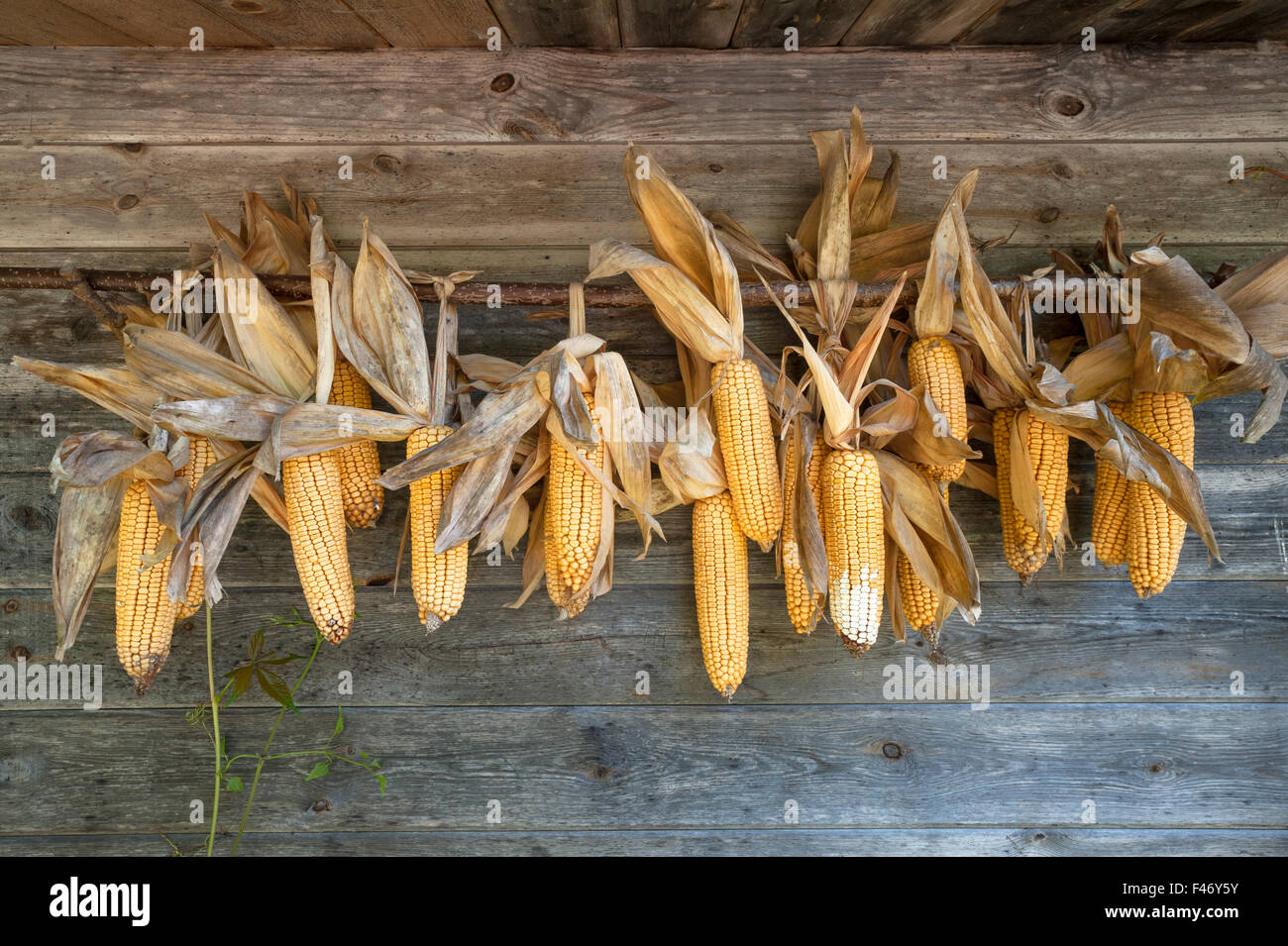 Dried corn on the cob on wooden wall, Tyrol, Austria Stock Photo - Alamy