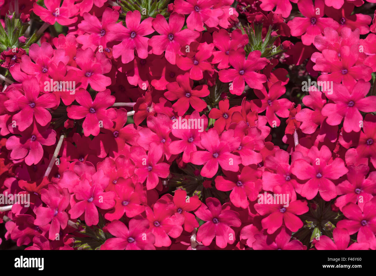Pink primrose flowers hi-res stock photography and images - Alamy