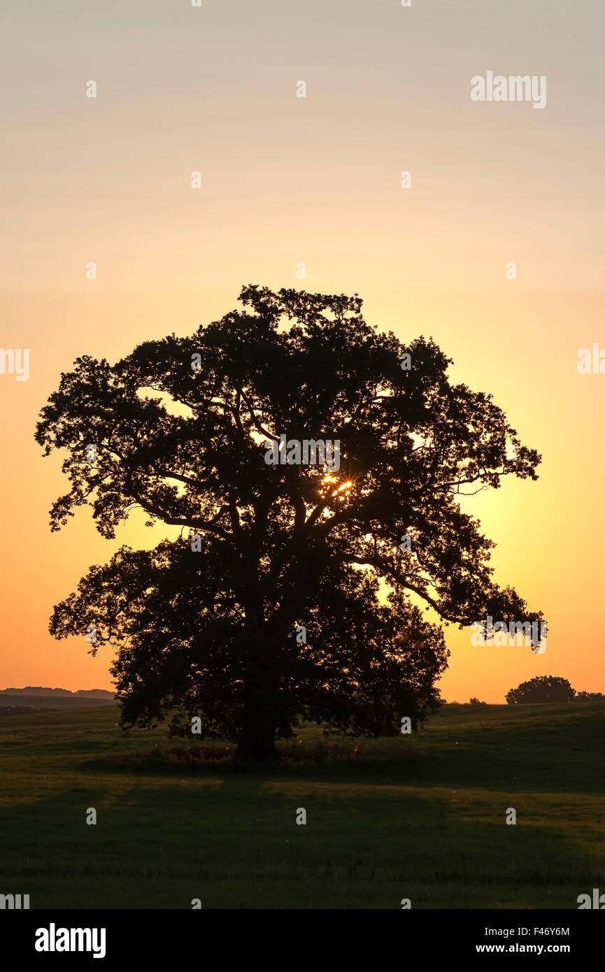 Large oak tree hi-res stock photography and images - Alamy