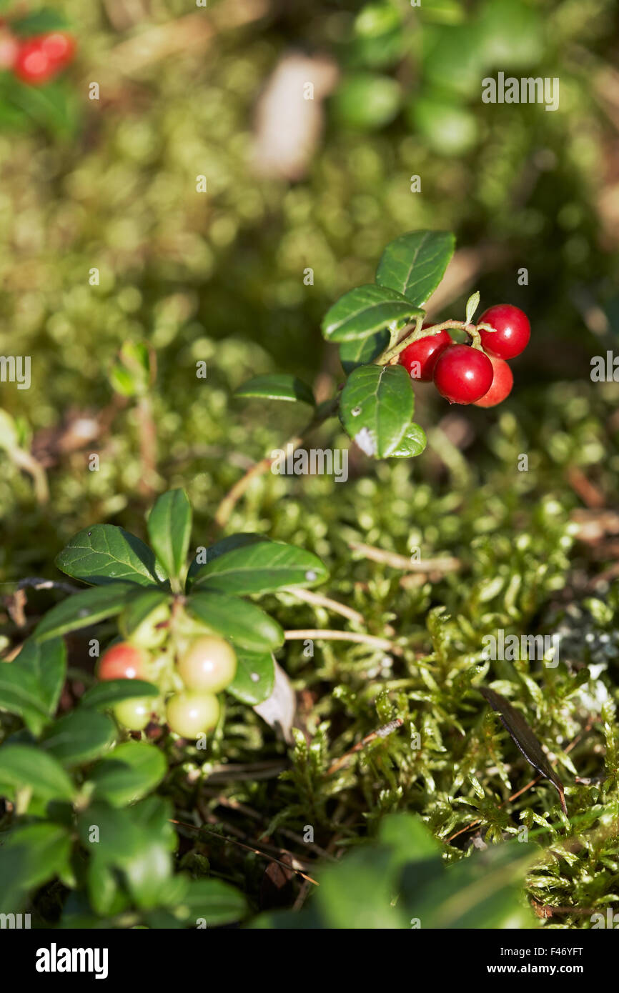 Lingonberry background hi-res stock photography and images - Alamy