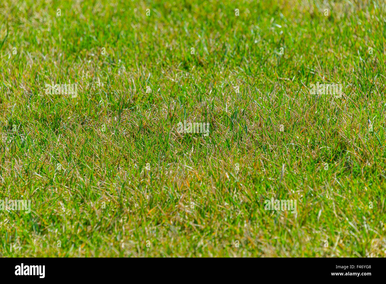 Close up of green grass for your background Stock Photo - Alamy