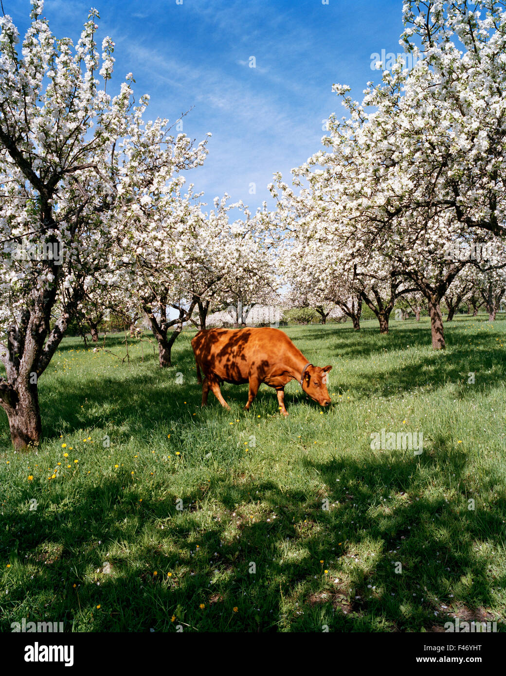 A cow and flowering Stock Photo - Alamy