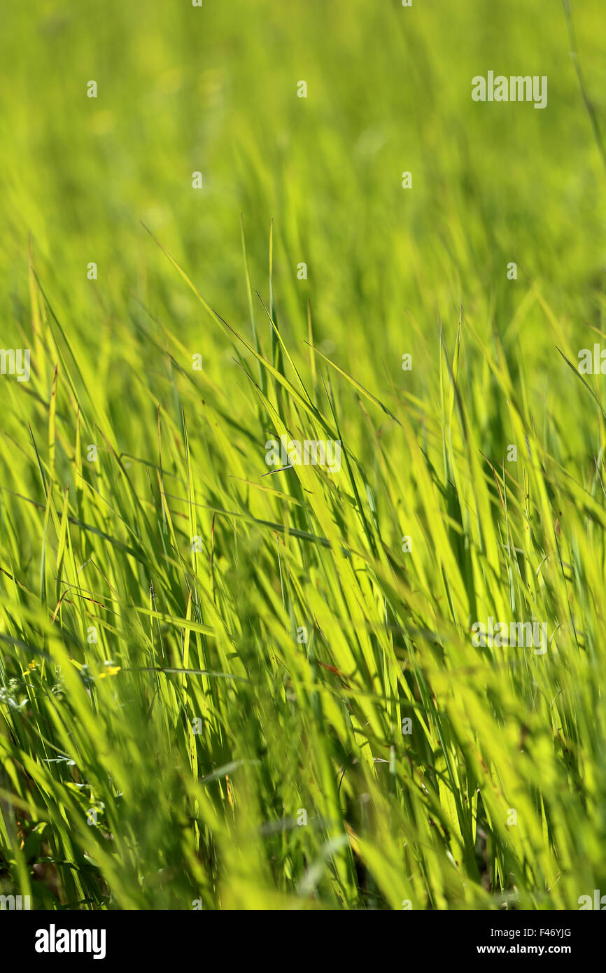 Beautiful green grass lawn photographed close up Stock Photo - Alamy