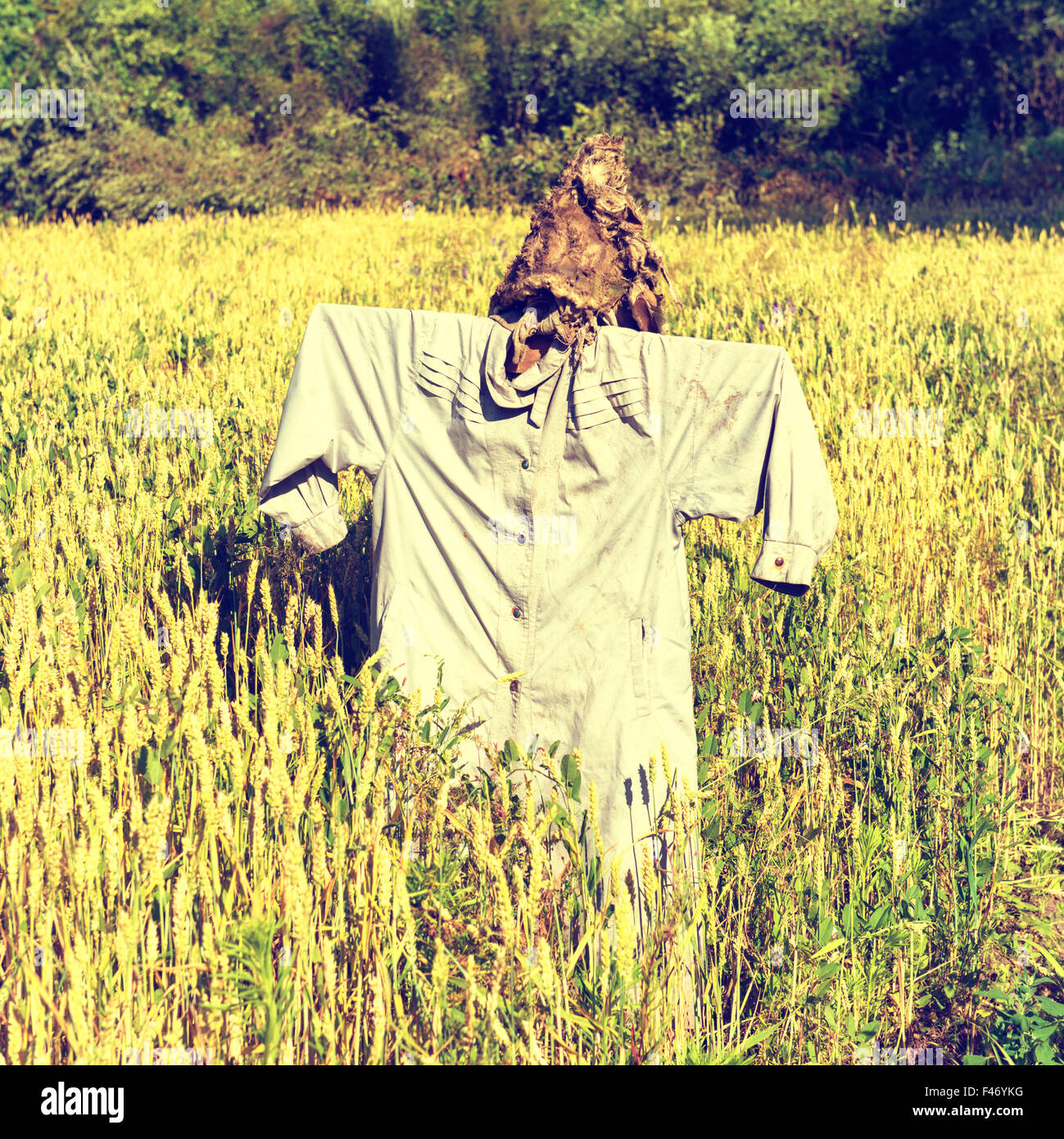 Scarecrow on the field Stock Photo - Alamy