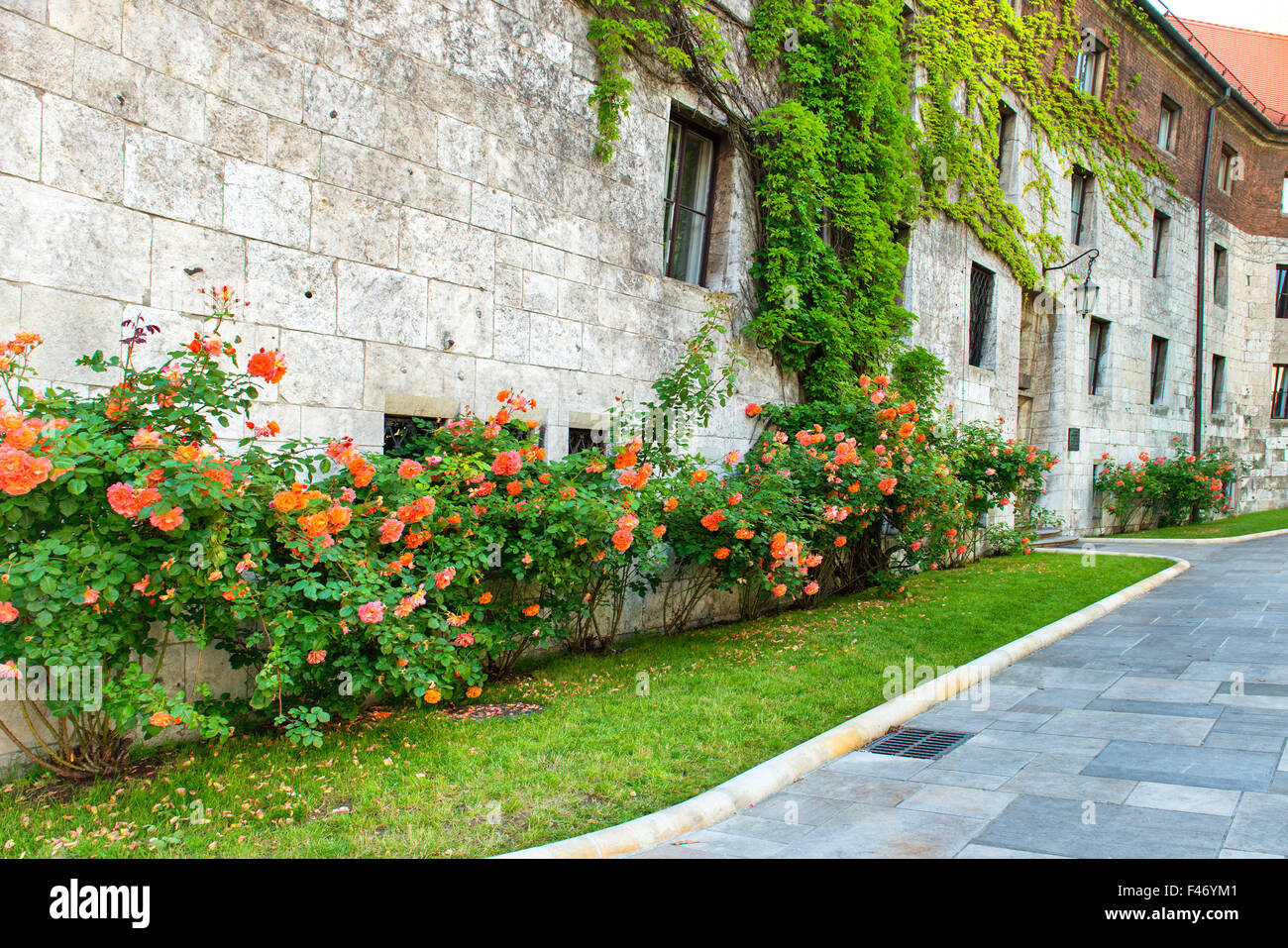 Flowers- red roses on the old street Stock Photo - Alamy