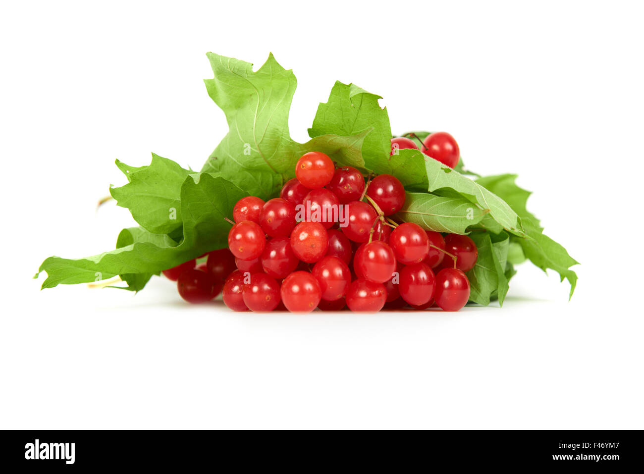 Red berries branch tree Cut Out Stock Images & Pictures - Alamy