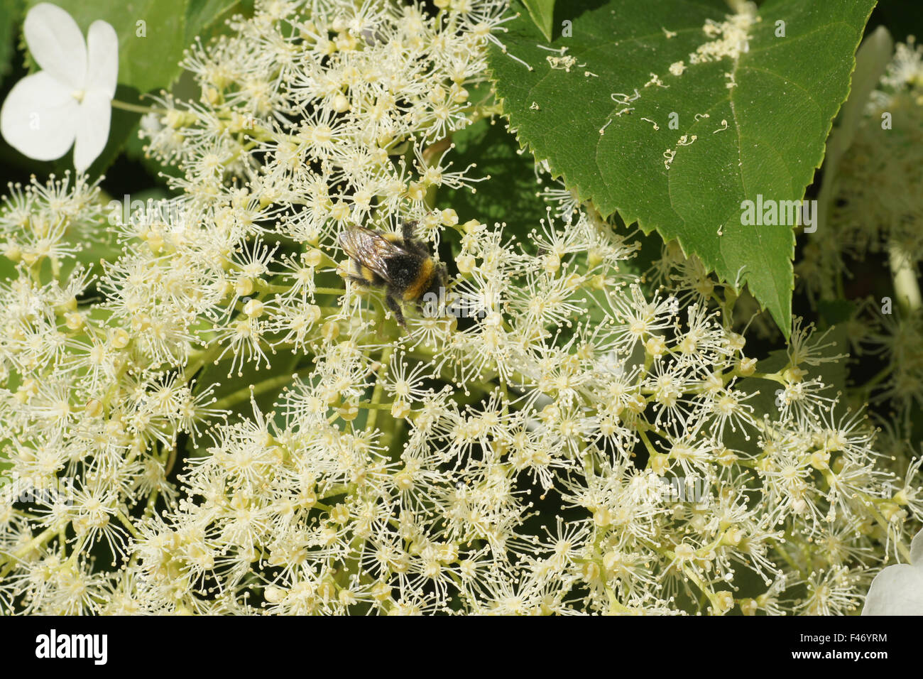 Hydrangea bee hi-res stock photography and images - Alamy