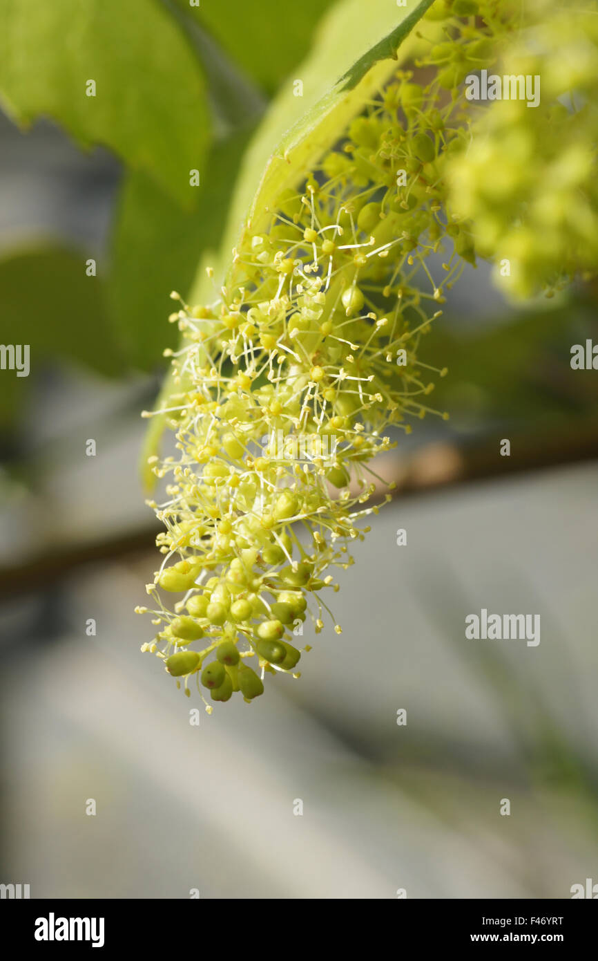 Grape sprouts hi-res stock photography and images - Alamy