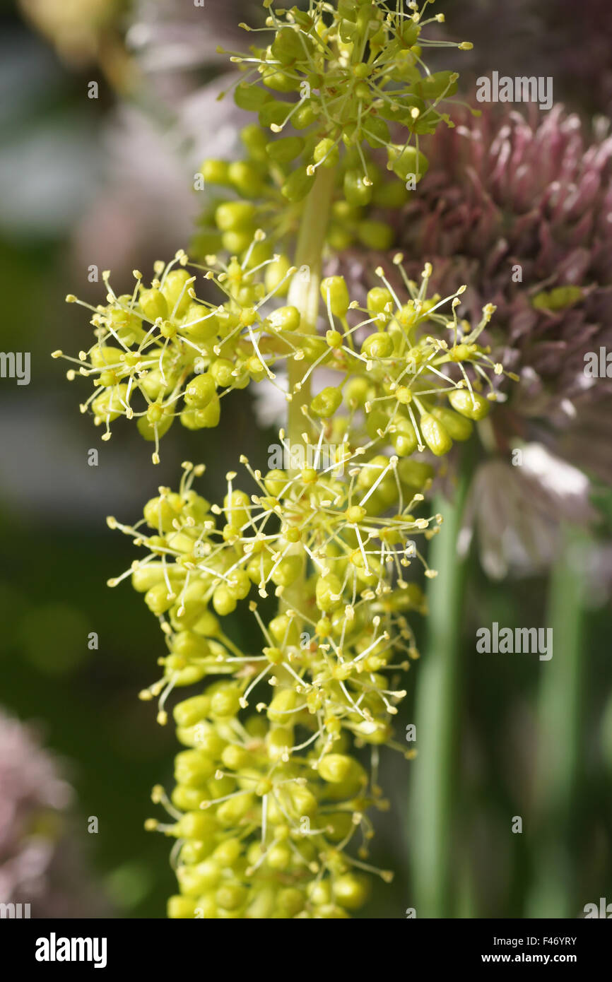 The fox and the grapes hi-res stock photography and images - Alamy