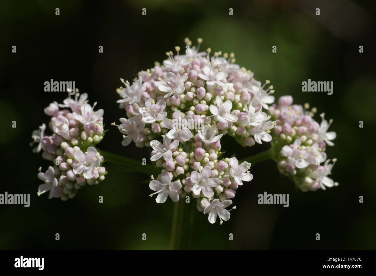 Baldrian blüten hi-res stock photography and images - Alamy