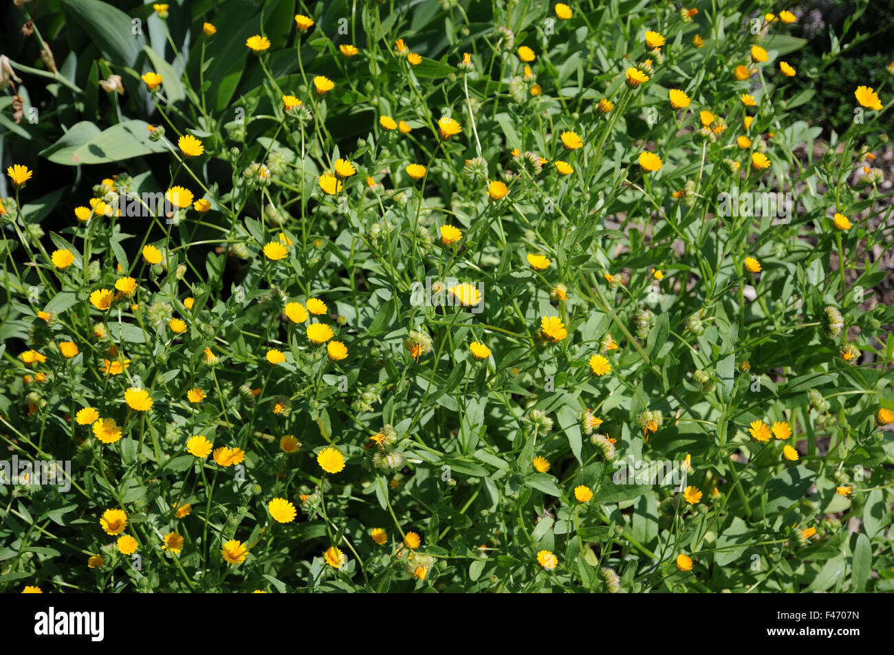 Wild Marigold High Resolution Stock Photography and Images - Alamy
