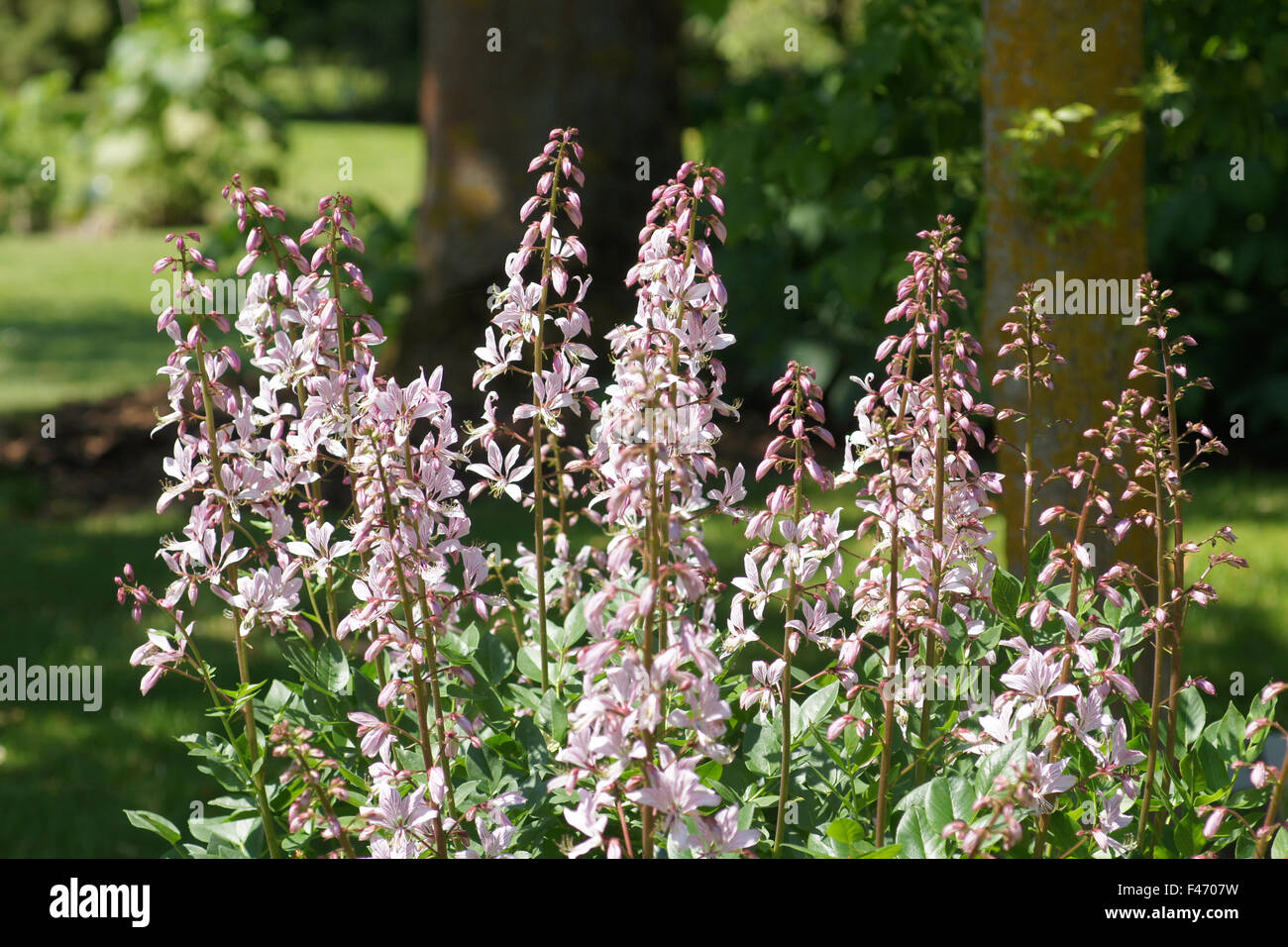 White Dittany High Resolution Stock Photography and Images - Alamy