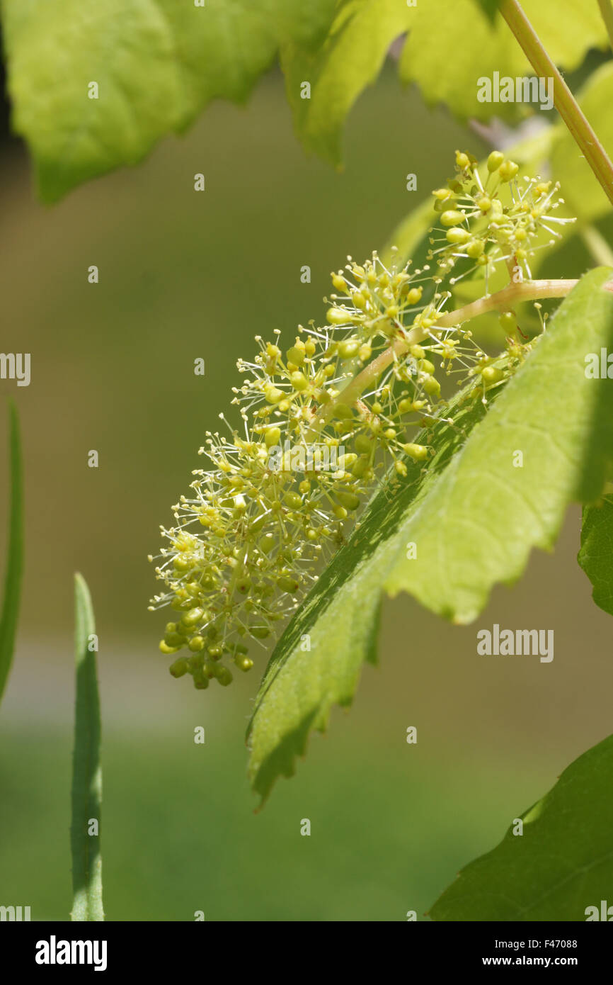 Grape sprouts hi-res stock photography and images - Alamy