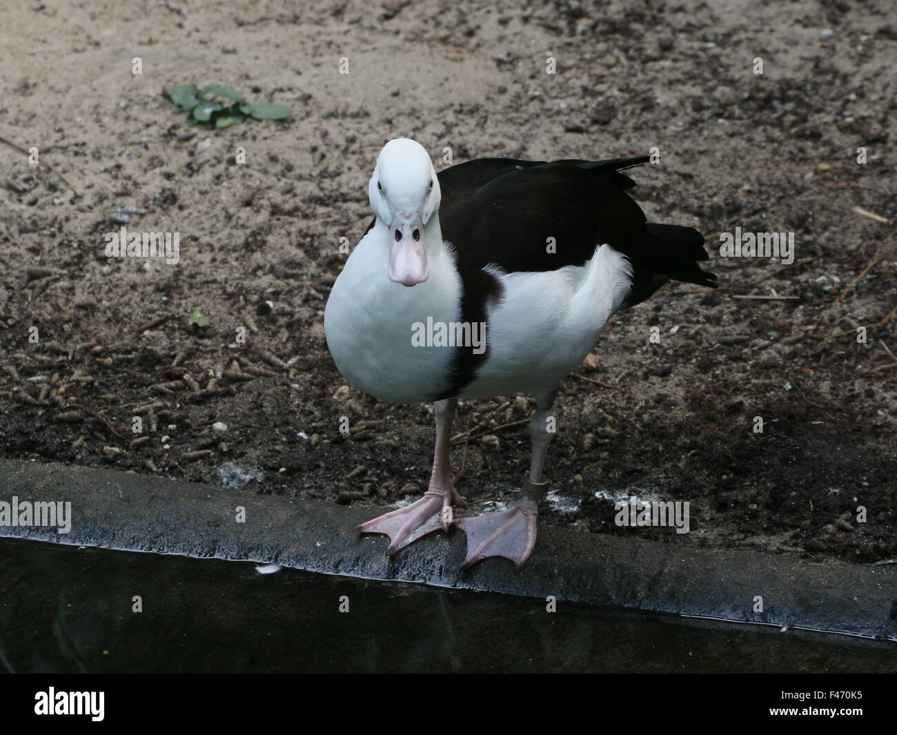 Australasian Radjah Shelduck (Tadorna radjah), a.k.a Raja or Black ...