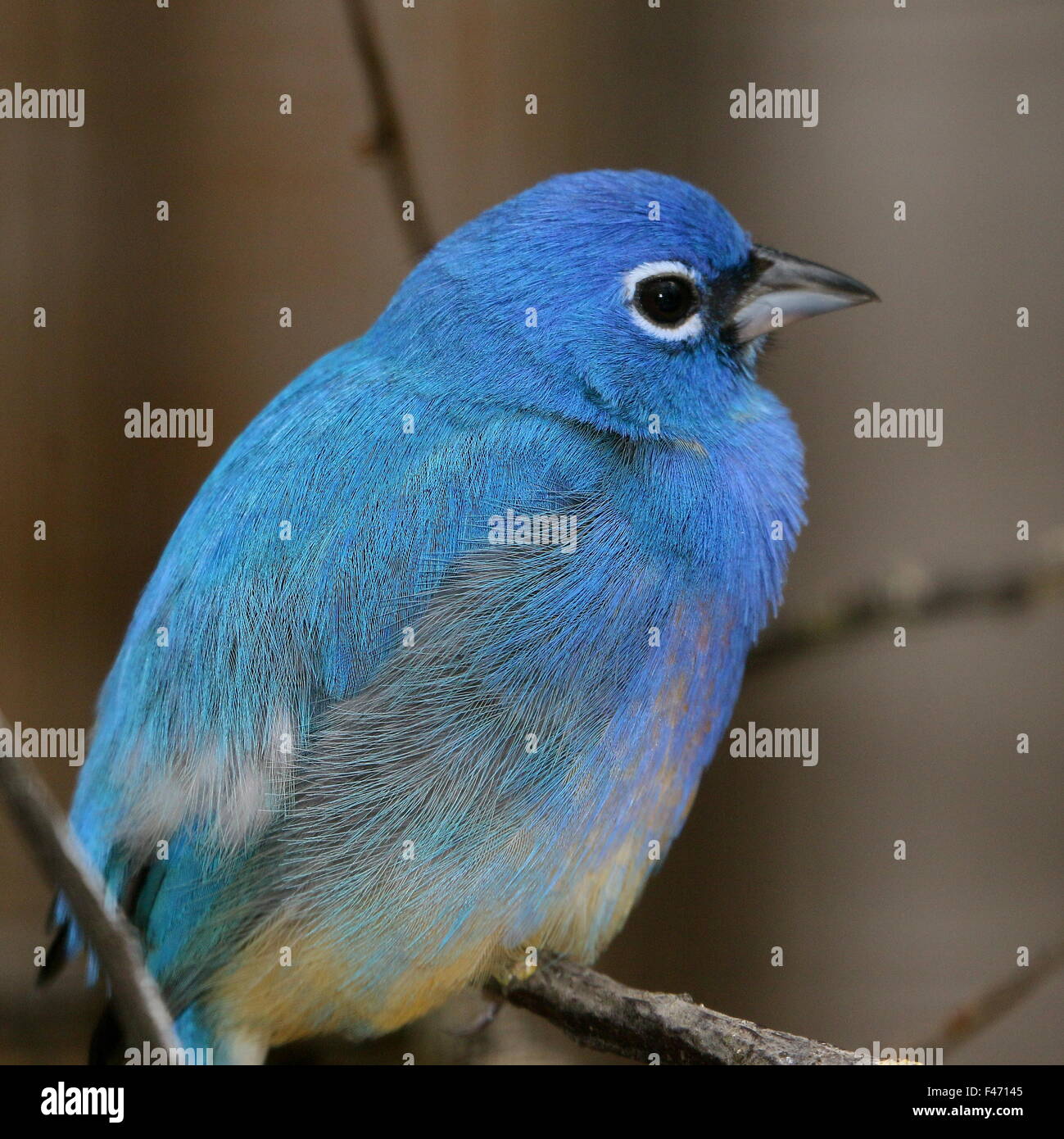 Male Rose bellied bunting or Rosita's bunting (Passerina rositae ...
