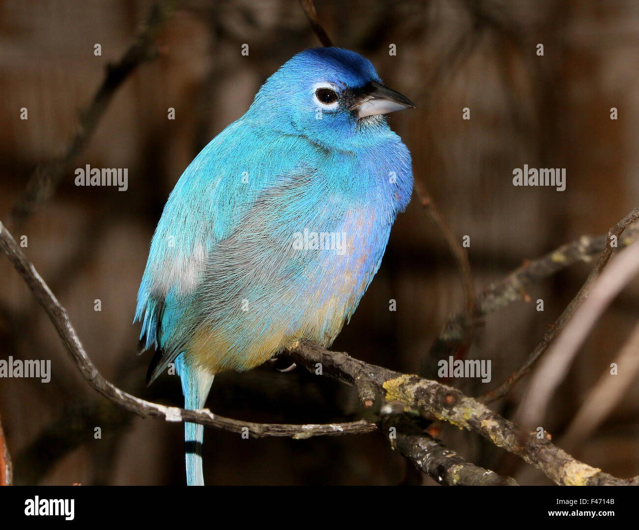 Male Rose bellied bunting or Rosita's bunting (Passerina rositae ...