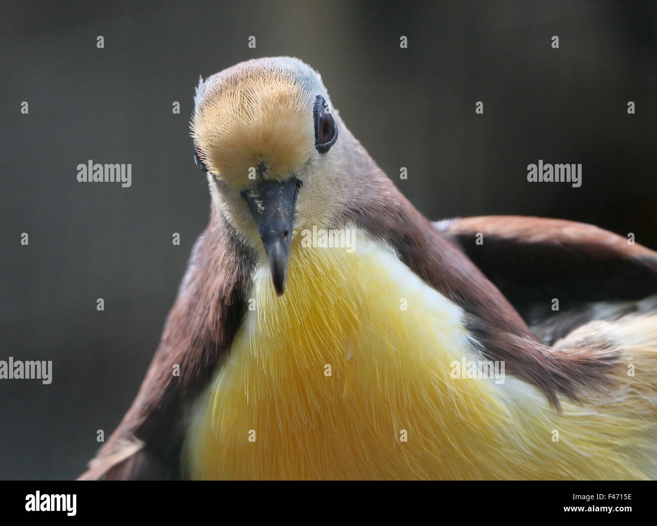 New Guinean Cinnamon ground dove (Gallicolumba rufigula), a.k.a. Golden ...