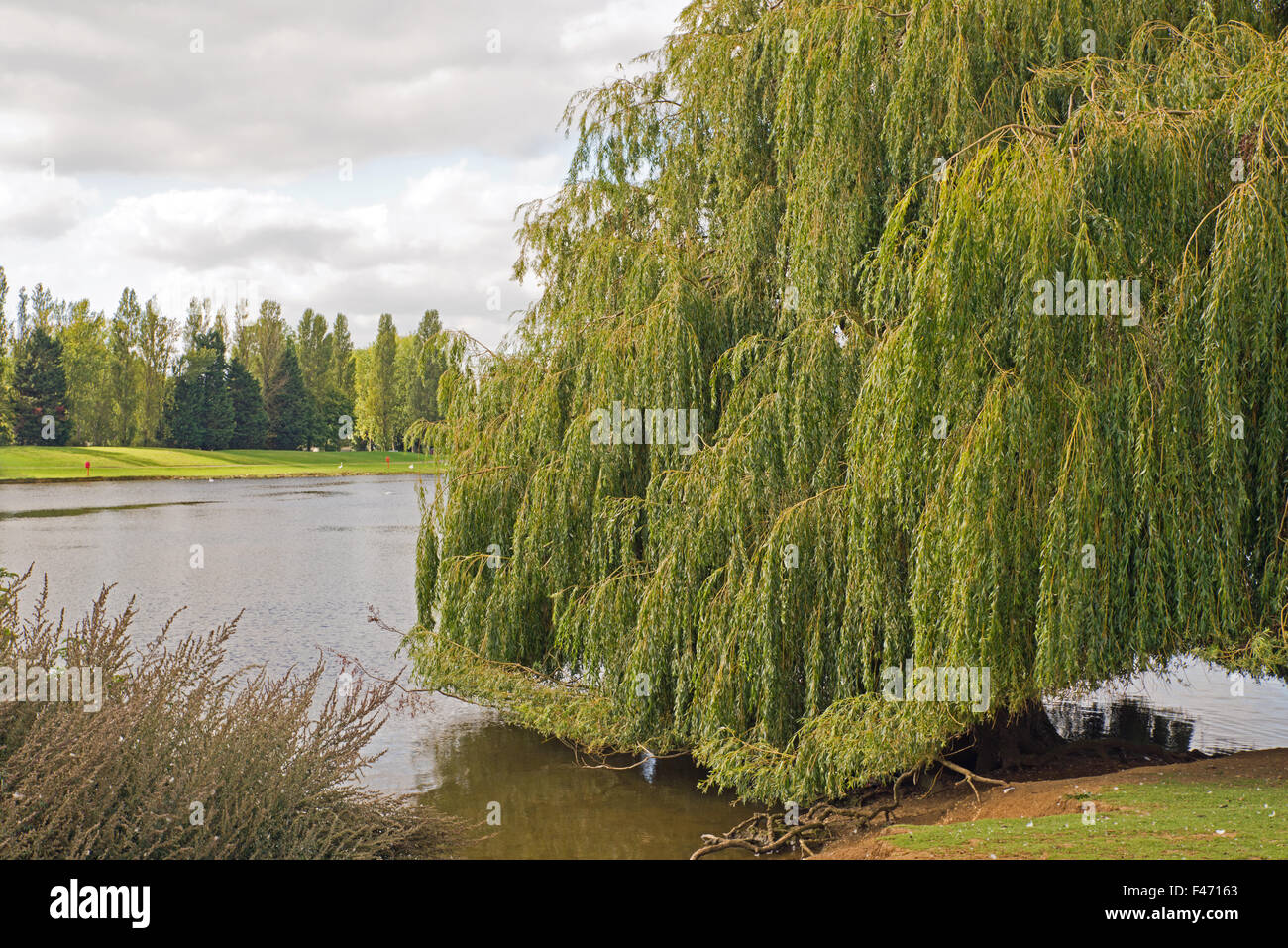 Lakeside tree hi-res stock photography and images - Alamy