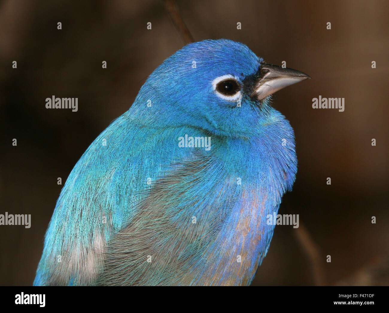 Rose Bellied Bunting High Resolution Stock Photography and Images - Alamy