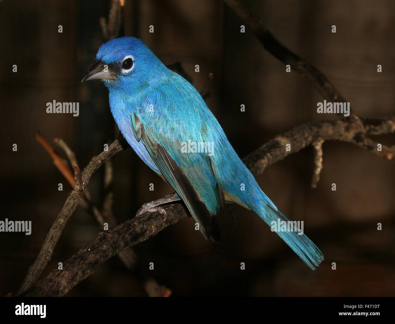 Male Rose bellied bunting or Rosita's bunting (Passerina rositae ...
