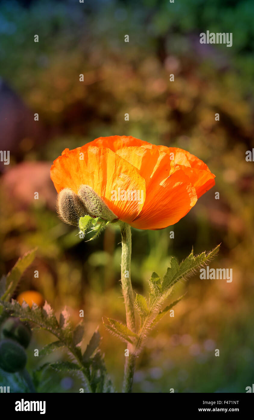 beautiful large red poppy flower photographed close up Stock Photo - Alamy